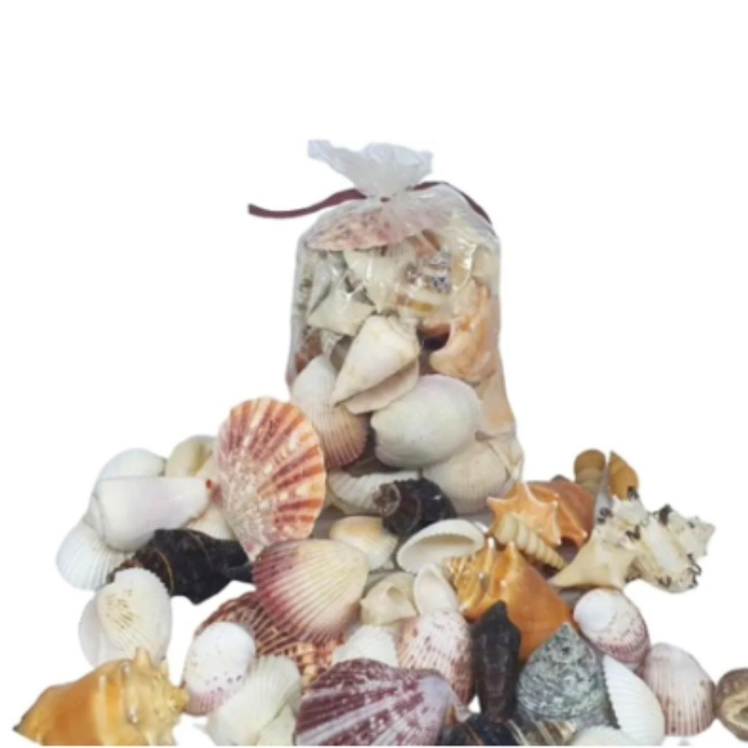 PACOTE CONCHAS DIVERSAS 700GR – Embalaroma